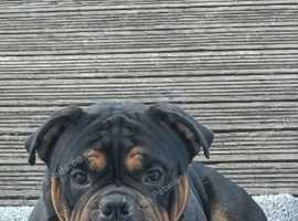 American Pocket Bullies Puppies and Dogs for sale in Barford | Freeads