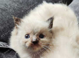 5 Star Home Sought- Pure Ragdoll Kitten in Nottingham NG5 on Freeads ...