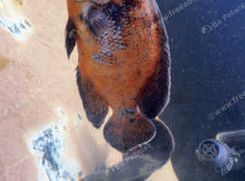 Oscars for sale in BS25 | Freeads