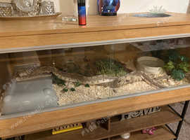 Male Lesser Spider Ball Python in Barnstaple on Freeads Classifieds ...