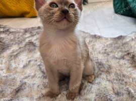 Burmese Kittens and Cats for sale in London Freeads
