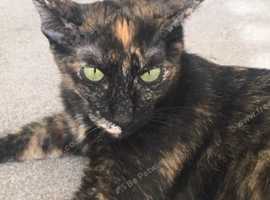 Beautiful Sphynx Cross Oriental Kittens in Southampton SO30 on Freeads ...