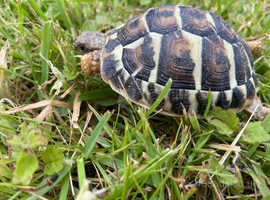 Dwarf Hermann's Garden Tortoises in Chepstow Cas-Gwent on Freeads ...