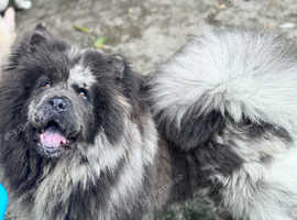 Blue Merle Chow Chow in Birmingham on Freeads Classifieds - Chow Chows ...