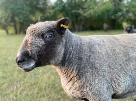 Ryeland Ram For Sale. Pure Bred With Beautiful Colouring in Eye IP23 on ...