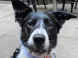 Border Collie Stud in London on Freeads Classifieds - Border Collies ...
