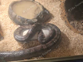 Corn Snake And Viv in Stoke On Trent ST2 on Freeads Classifieds - Corn ...