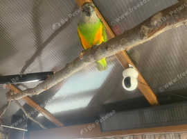 Senegal Parrots UK Parrots Freeads