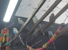 Young Budgies Ready For Rehoming !!! in Broadstairs CT10 on Freeads ...