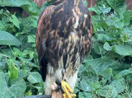 Birds of prey for sale store