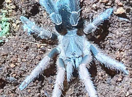 Rare! Lyrognathus Giannisposatoi - Sumatran Stoutleg Tarantula in ...