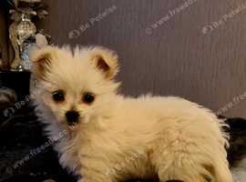 Pomchis Puppies and Dogs for sale | Freeads