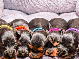 Pets For Sale In The UK | Buy Pets Online | Freeads