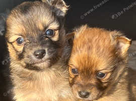 Pomchis Puppies and Dogs for sale | Freeads