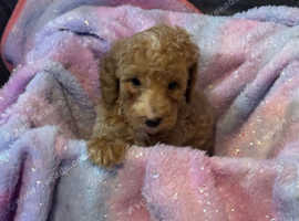 Puppies Under 1000 in Rainham Pets Freeads