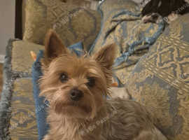Yorkshire Terrier For Stud Onlypatch in Mansfield NG20 on Freeads ...