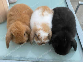 Beautiful Mini Lops From Show Stock in Leicester on Freeads Classifieds ...