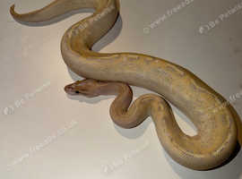 Female Fire Highway Royal Python - £100 (liverpool) in Liverpool on ...