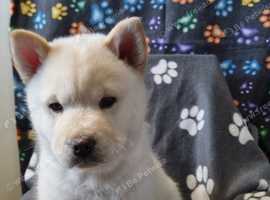 Chowski Pups( Ready ) in Worksop S80 on Freeads Classifieds - Mixed ...