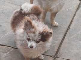 Stunning Tiny Chocolate Merle Female in Wakefield on Freeads ...