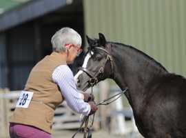 Stunning Black Yearling Colt | in Cambridge, Cambridgeshire | Freeads