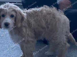 Cockapoos Puppies and Dogs for sale | Freeads