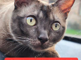 Lost and Missing Cats | in Caterham | Reuniting Cats with their owners