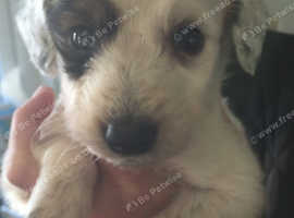 Saluki X Whippet X Spaniel X Collie in Tilbury on Freeads Classifieds ...