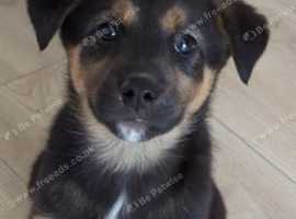 results for "shollie" in German Shepherd Puppies and Dogs for sale ...
