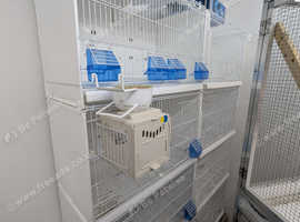 4 X 2gr 58 Cm Cages in Consett on Freeads Classifieds - Aviaries ...