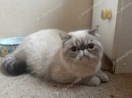Exotic cats for sale store