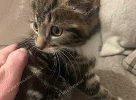Kittens and Cats for sale in Bridgend Freeads
