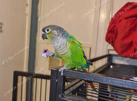 Green cheeked conure for sale near me store