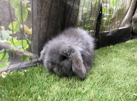 Single Mane Mini Lion Lop Baby Rabbits *ready Now* in Durham DH1 on ...