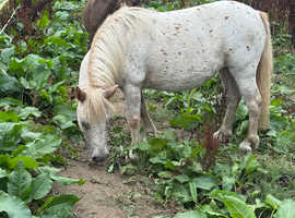 Spotted Mare In Foal | in Chesterfield, Derbyshire | Freeads