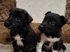 Puppies Under 500 in Liverpool Pets Freeads