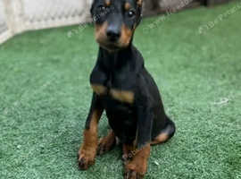 Dobermanns Puppies and Dogs for sale | Freeads