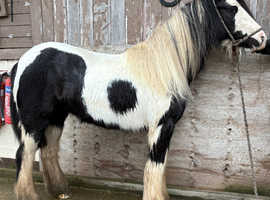 4 Year Old 12h Cob Mare | in Ellesmere, Shropshire | Freeads