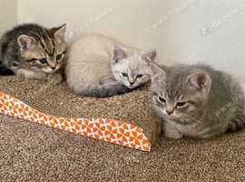 British Shorthair Kittens 2 Male, 1 Female in Wirral CH49 on Freeads ...