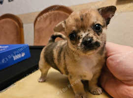 Puppys for sale store
