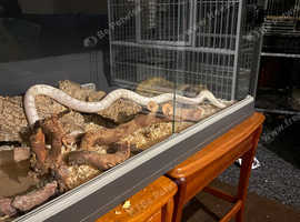 Corn Snake in Wigan WN3 on Freeads Classifieds - Corn snakes classifieds