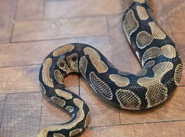 Young Adult Male Ball/royal Python in Wolverhampton WV5 on Freeads ...