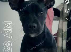 1yr Only Male Frenchie Cross Belgian Malinois in Skelmersdale WN8 on ...