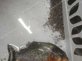 Piranhas for sale in Swindon | Freeads
