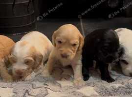 Beautiful Litter Of Parti And Solid Colour Cockapoos All With Merle ...