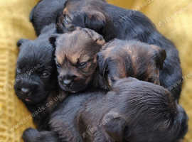 Freeads dogs store