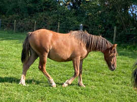 Cob X | in Bodmin, Cornwall | Freeads