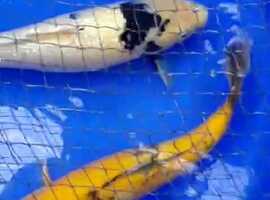 Pet Fish for sale | Freeads