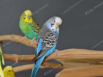 Budgerigar for sale store