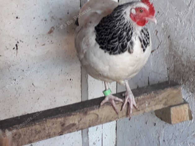 Light Sussex Bantam Hen In Nottingham On Freeads Classifieds Sussex Classifieds